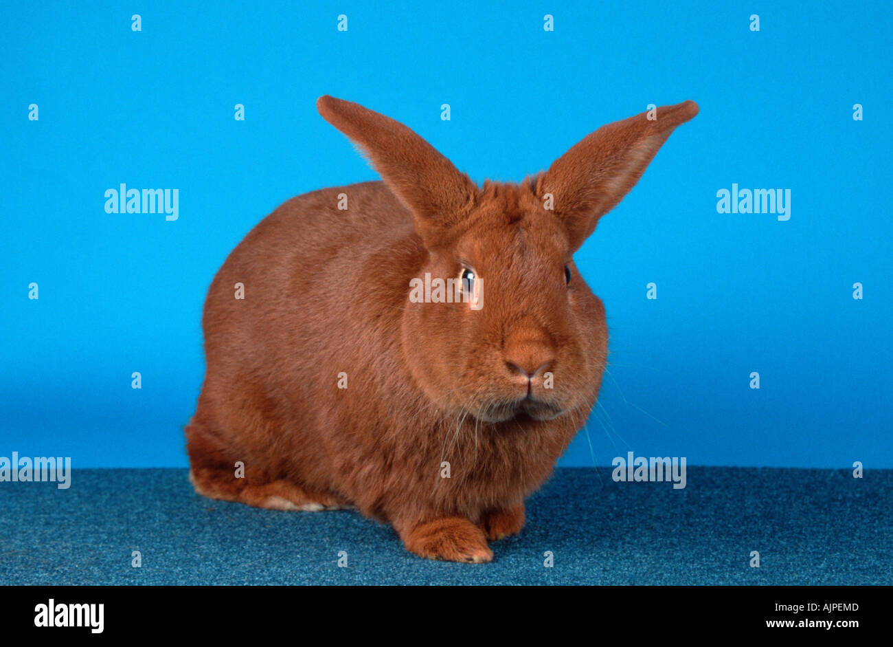 New zealand red rabbit hi-res stock photography and images - Alamy