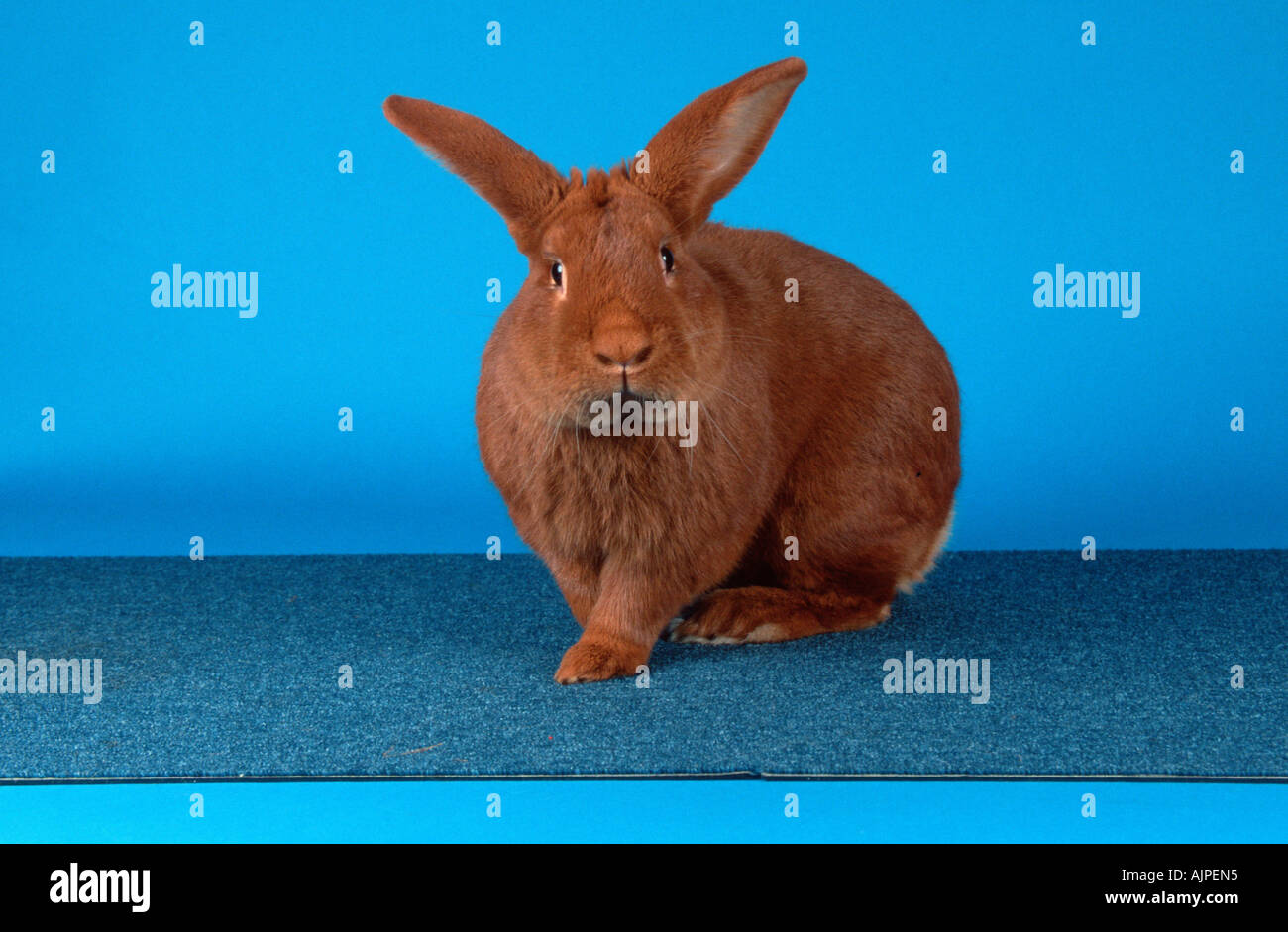 New zealand red rabbit hi-res stock photography and images - Alamy