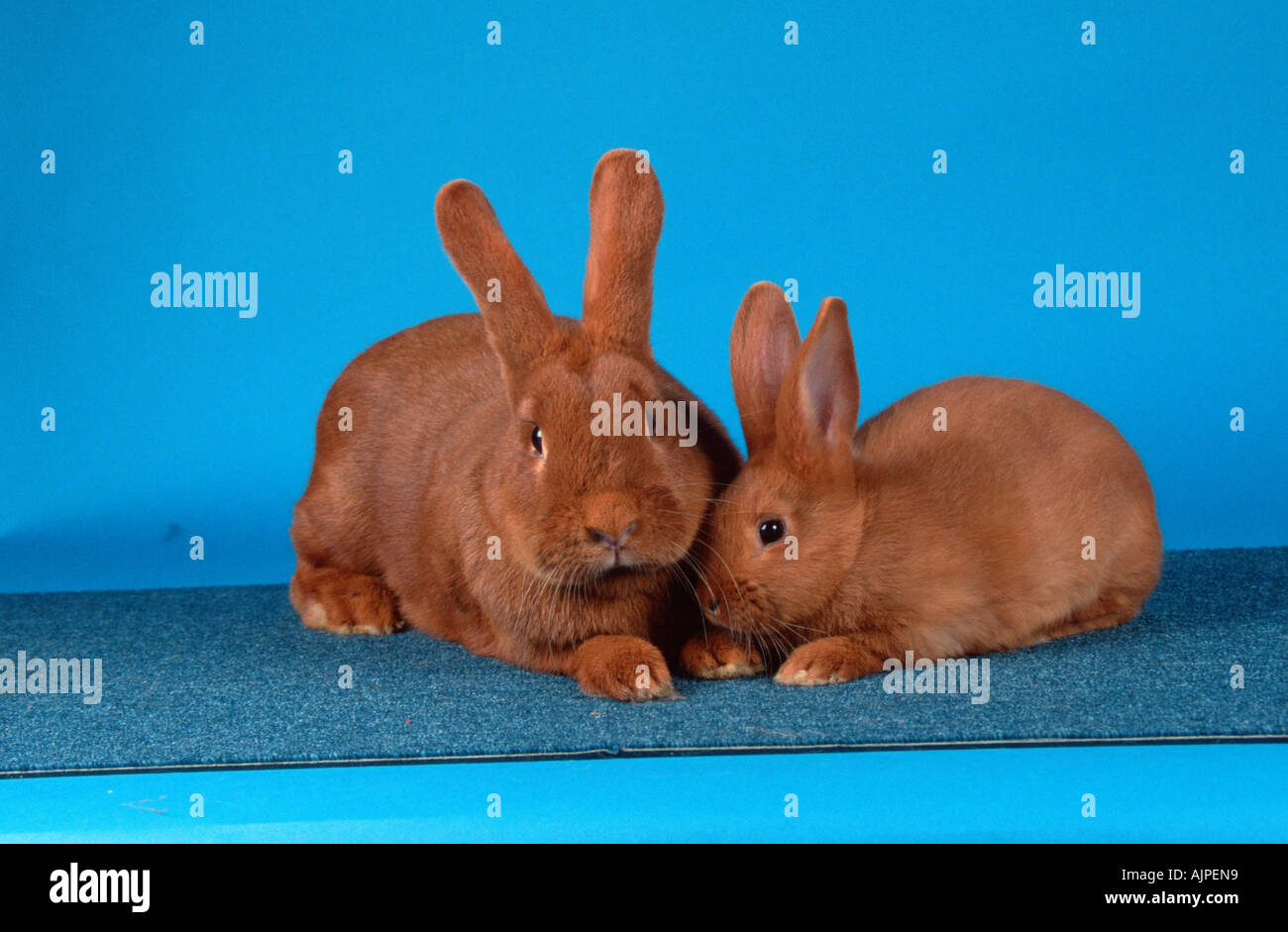 New zealand rabbit hi-res stock photography and images - Alamy