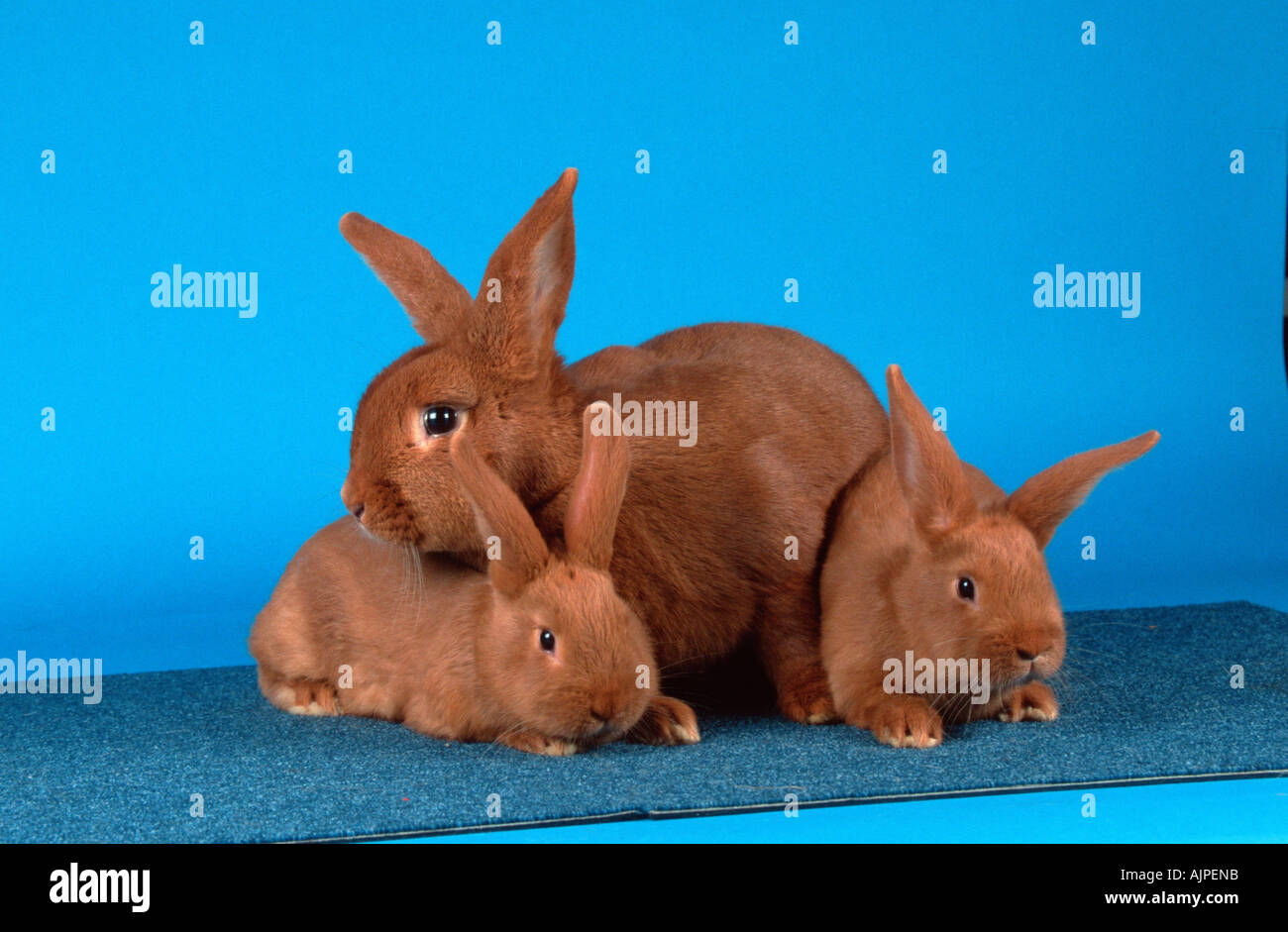 Red New Zealand Rabbit with youngs Stock Photo - Alamy