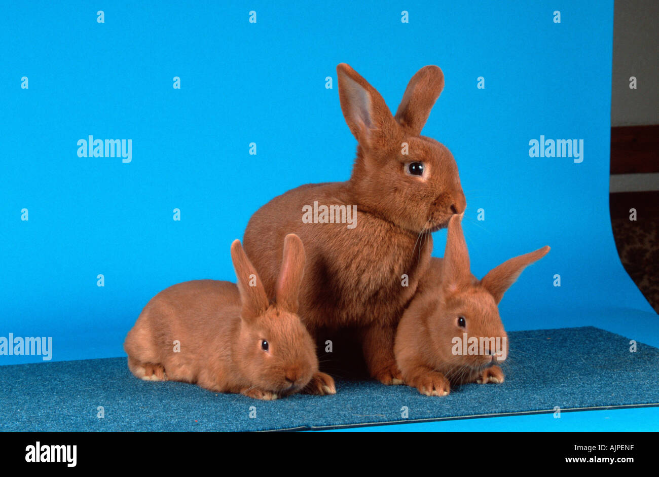 Young red new zealand rabbit hi-res stock photography and images - Alamy