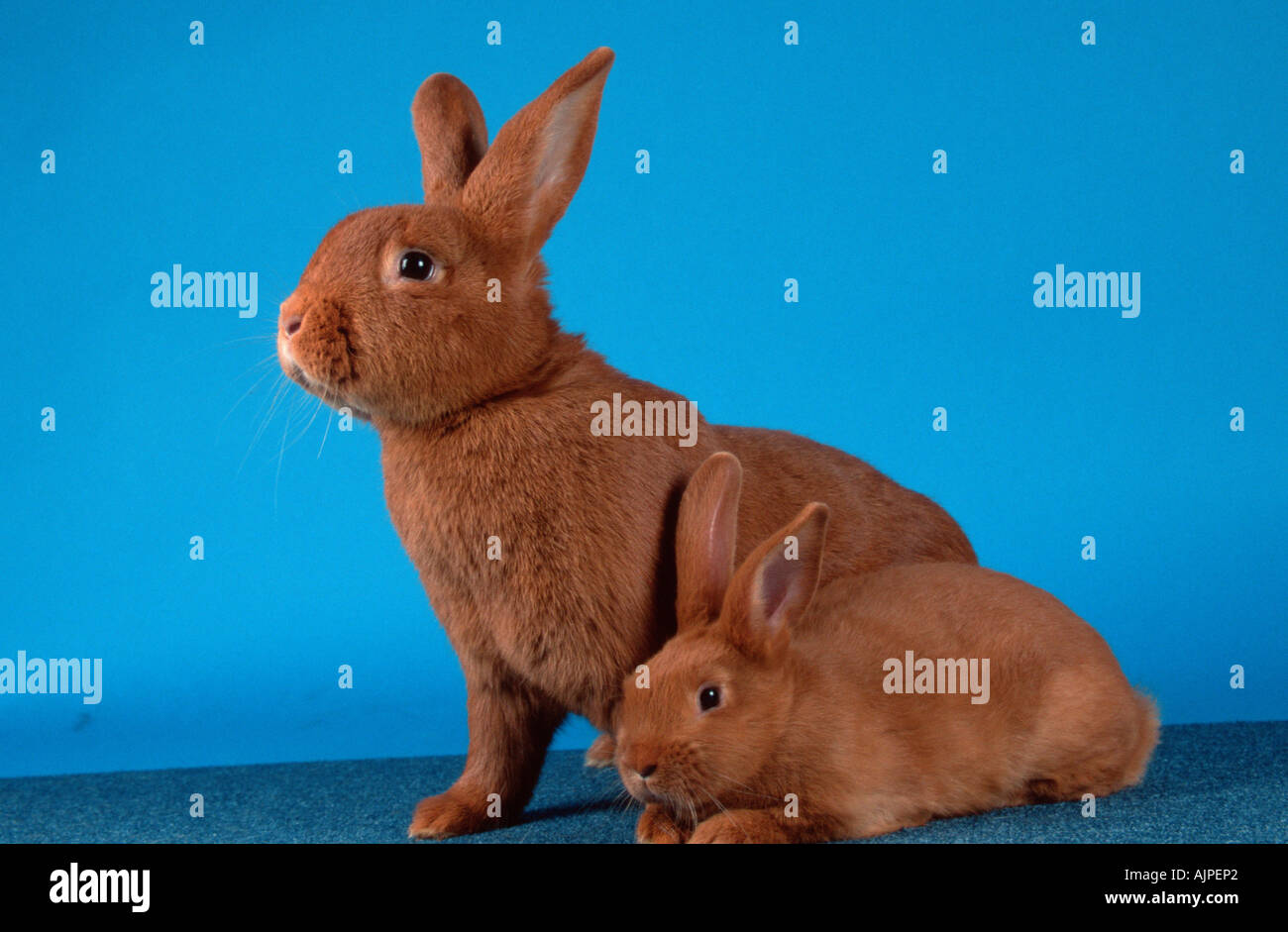 Red New Zealand Rabbit with young Stock Photo - Alamy