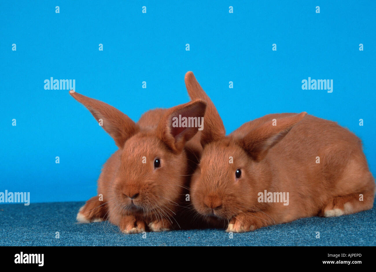 Red rabbits hi-res stock photography and images - Alamy