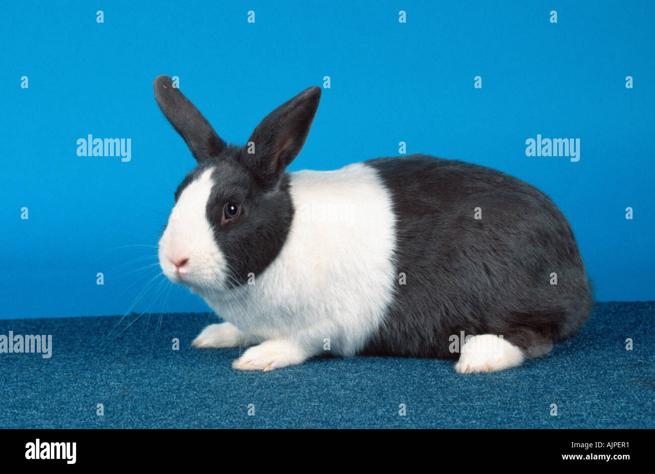 Dutch rabbit hi-res stock photography and images - Alamy