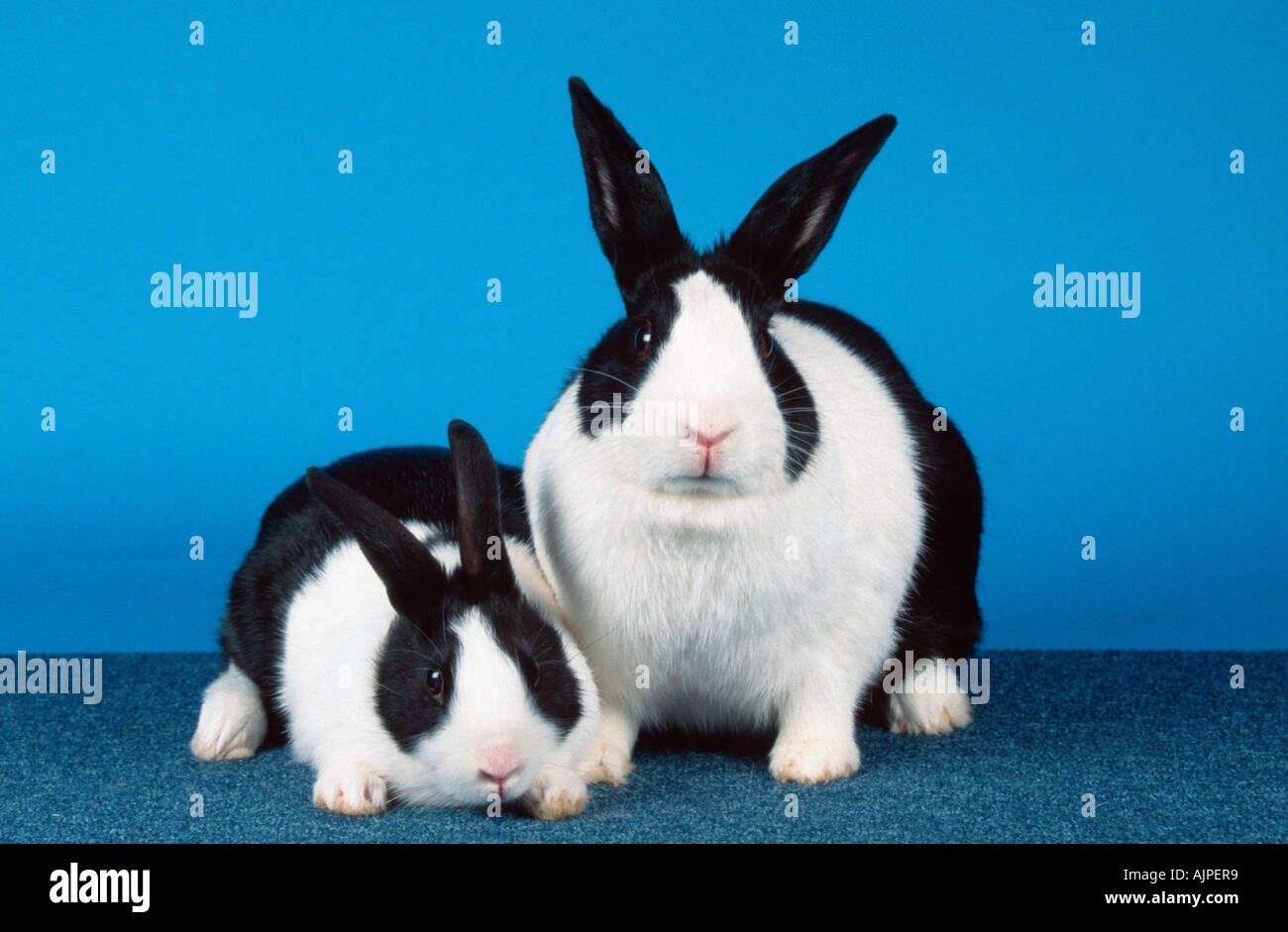 Dutch Rabbit with young Stock Photo - Alamy