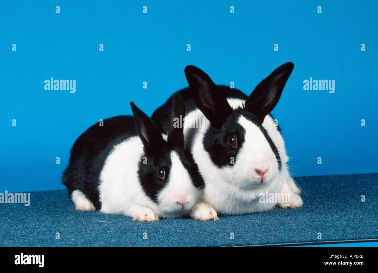 Dutch Rabbit with young Stock Photo - Alamy