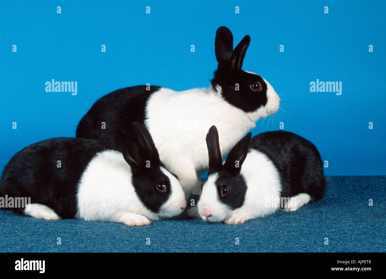 Dutch Rabbit with youngs Stock Photo - Alamy