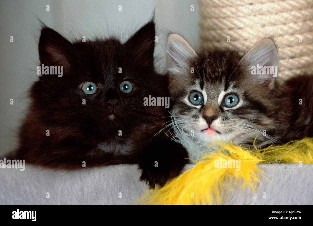Norwegian Forest Cats kittens Stock Photo - Alamy
