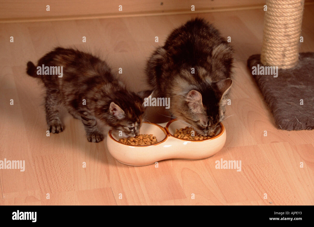 Norwegian Forest Cat and kitten eating together Stock Photo - Alamy
