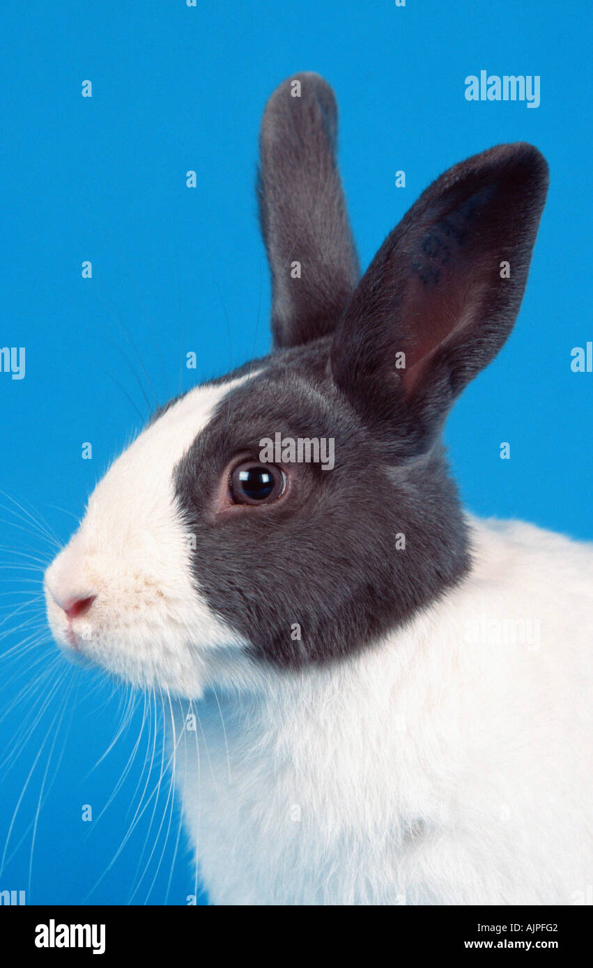 Dutch rabbit hi-res stock photography and images - Alamy