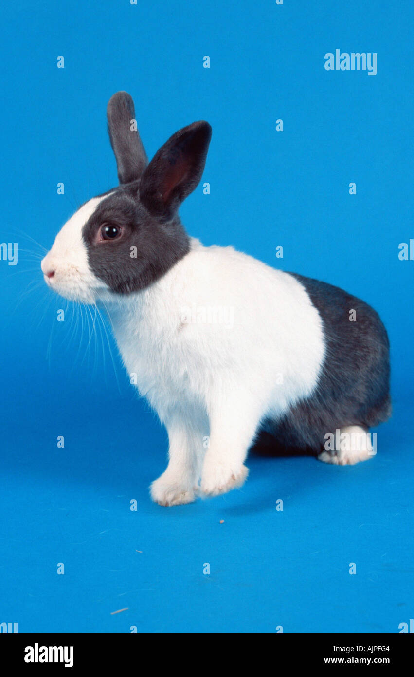 Dutch black rabbit hi-res stock photography and images - Alamy