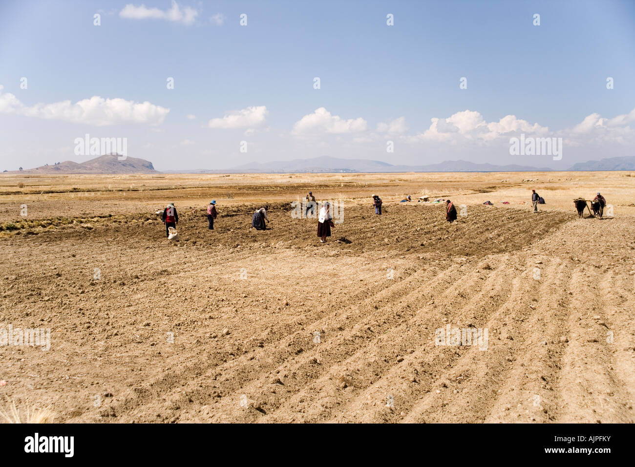 Subsistence farmers planting potatoes by the Lake Titicaca, Bolivia ...
