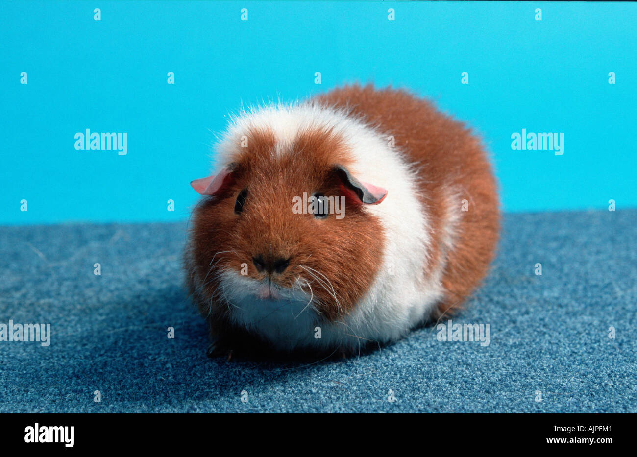 Rex Guinea Pig red white Stock Photo - Alamy