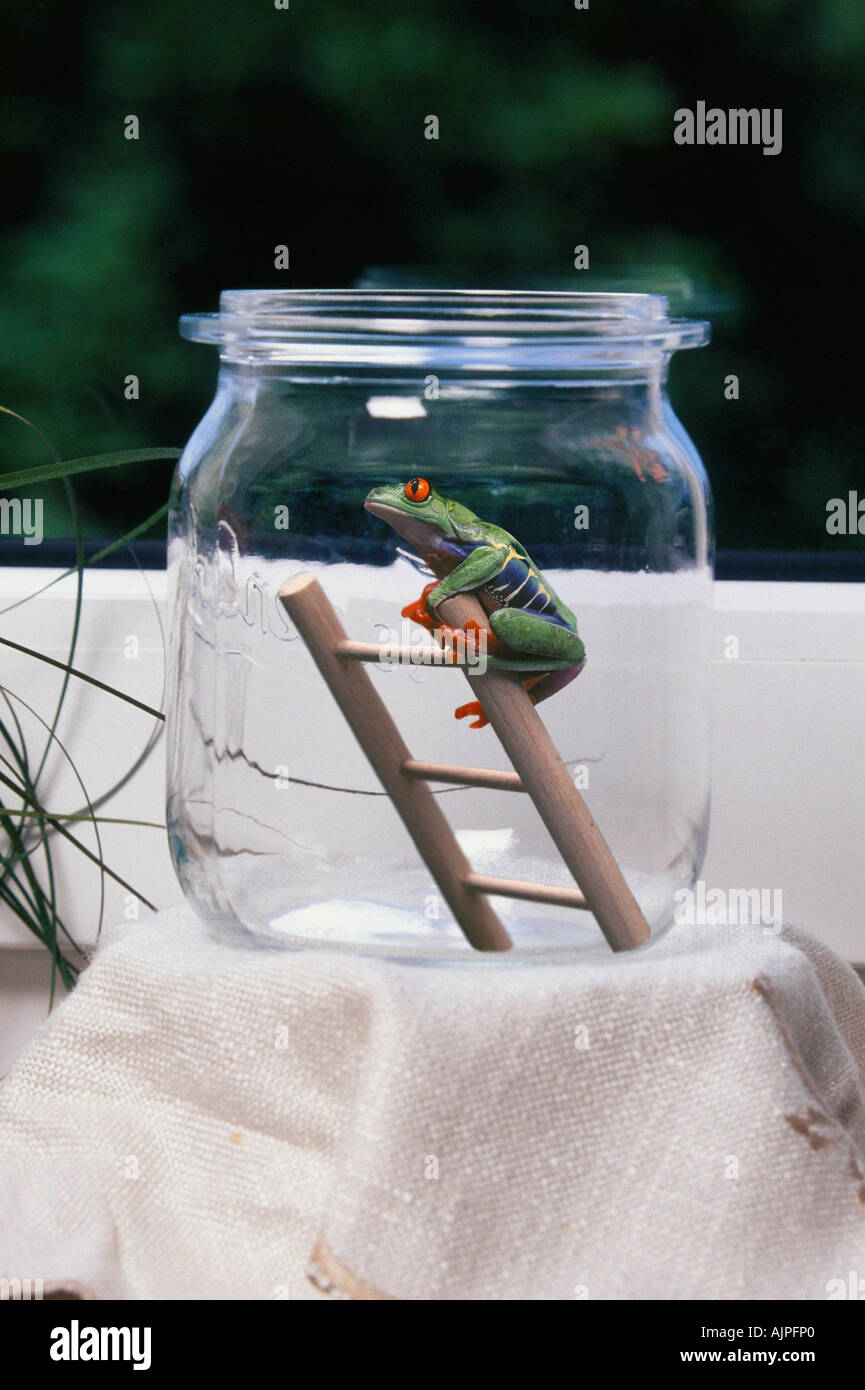 Weatherman frog ladder glass hi-res stock photography and images - Alamy