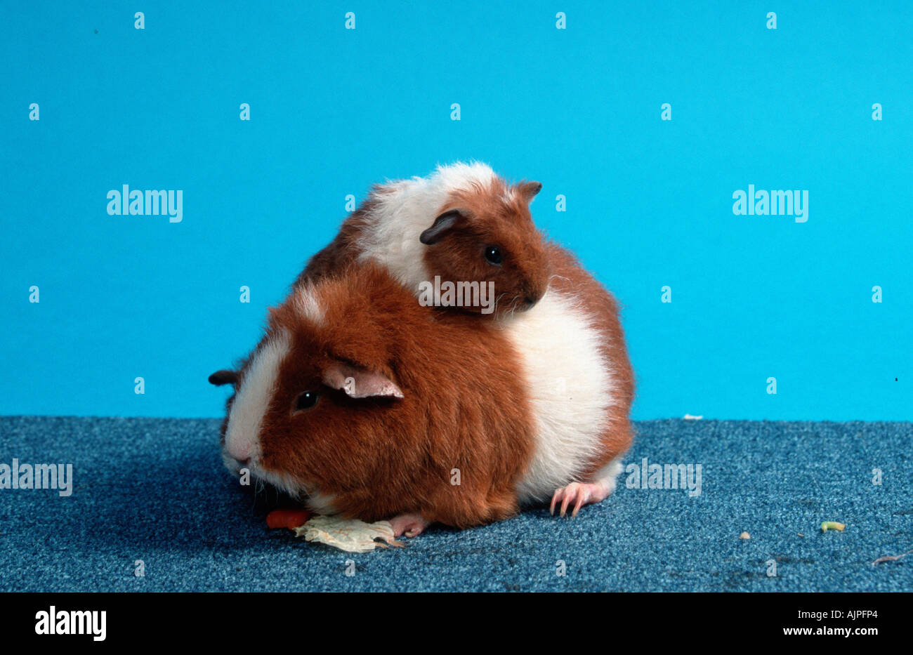 Rex Guinea Pig with young red white Stock Photo - Alamy