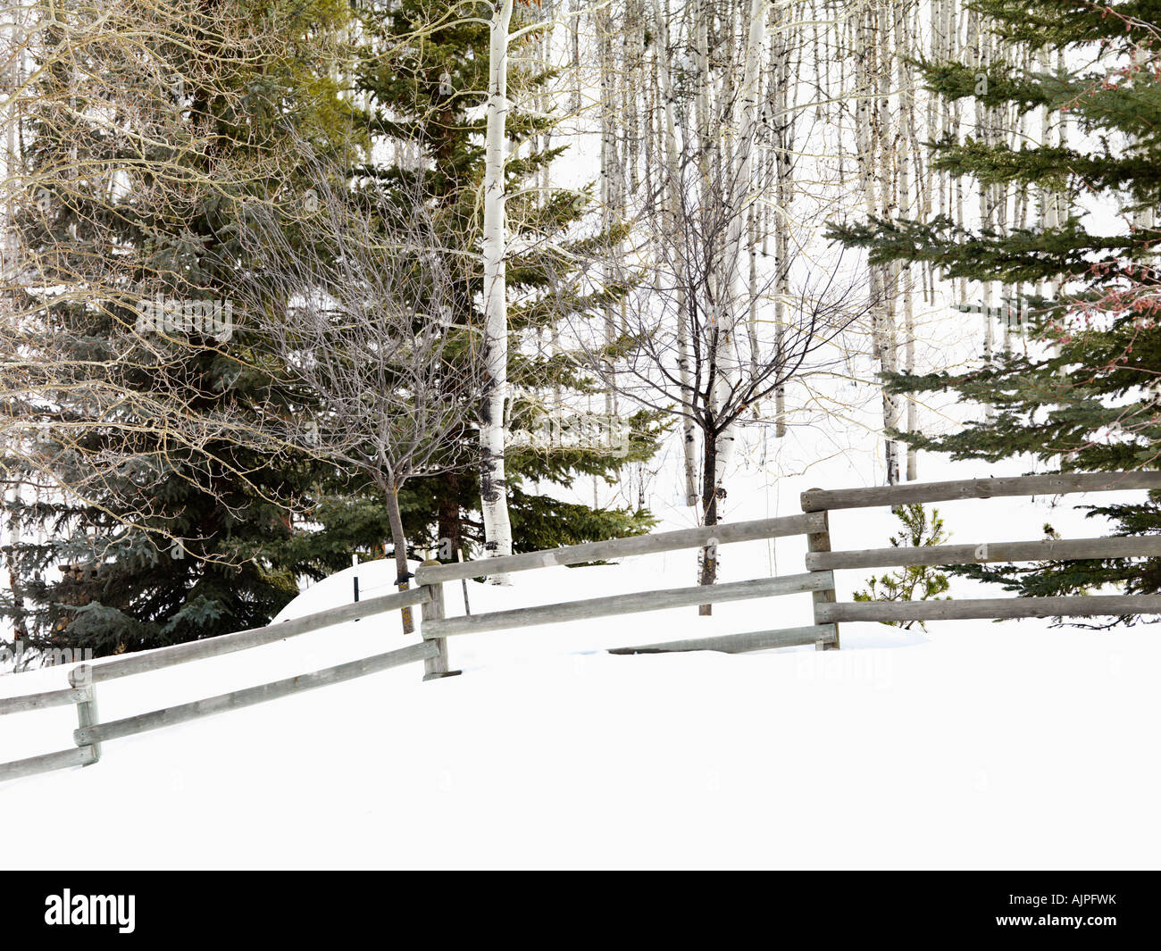 Snow covered Colorado landscape with trees and post and rail fence ...