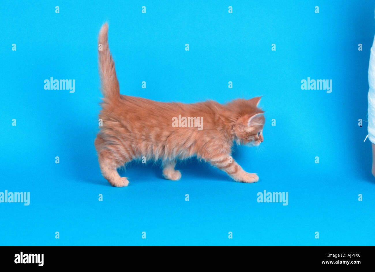 Norwegian Forest Cat 5 weeks Stock Photo - Alamy