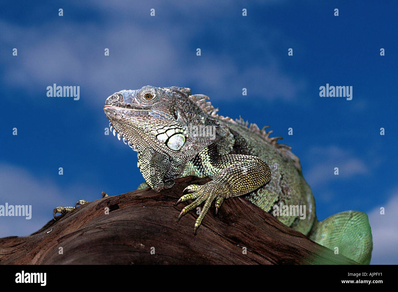 Common Iguana Iguana iguana Stock Photo - Alamy