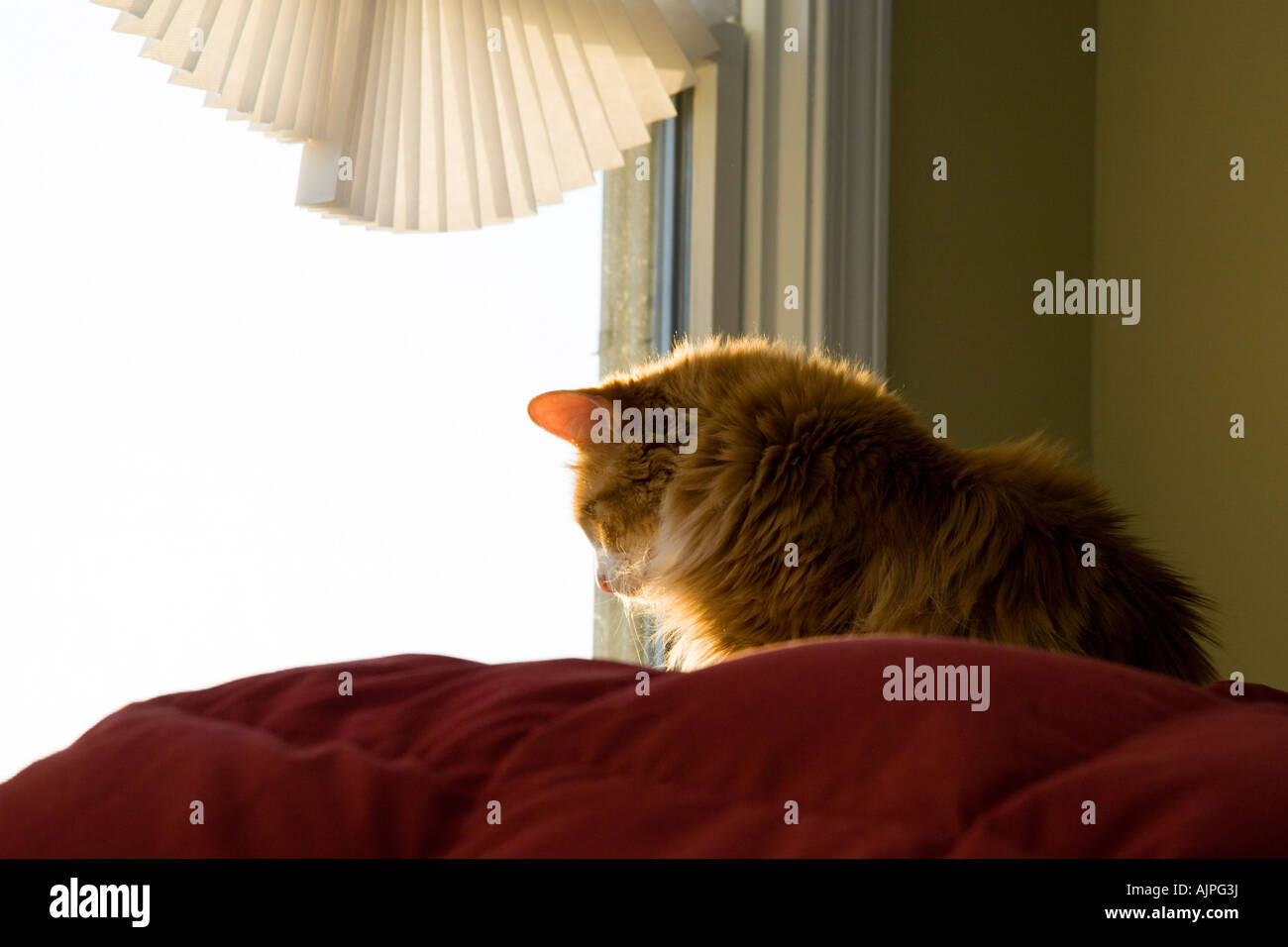 Haughty cat hi-res stock photography and images - Alamy