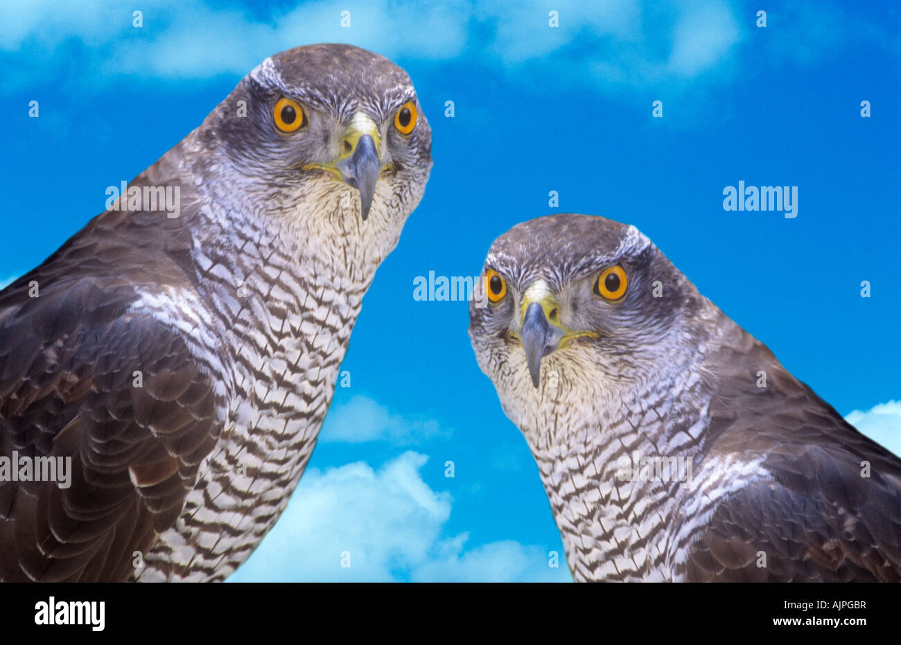 Two goshawks against the sky Stock Photo - Alamy