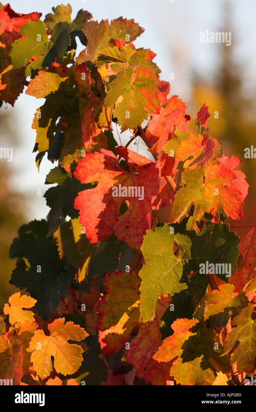 Fall grape leaves Stock Photo - Alamy