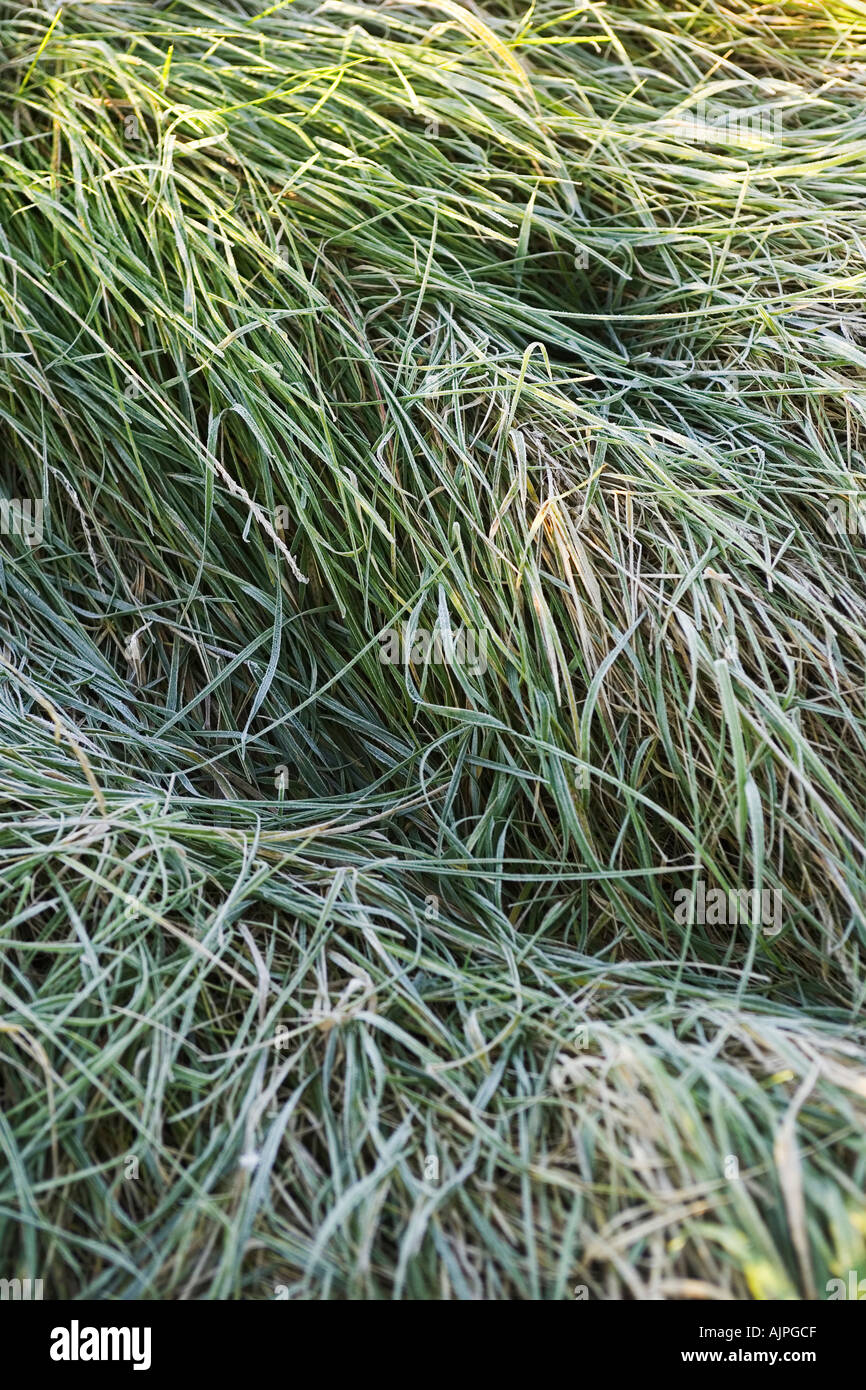 Close Up View Dense Grass Stock Photos & Close Up View Dense Grass ...