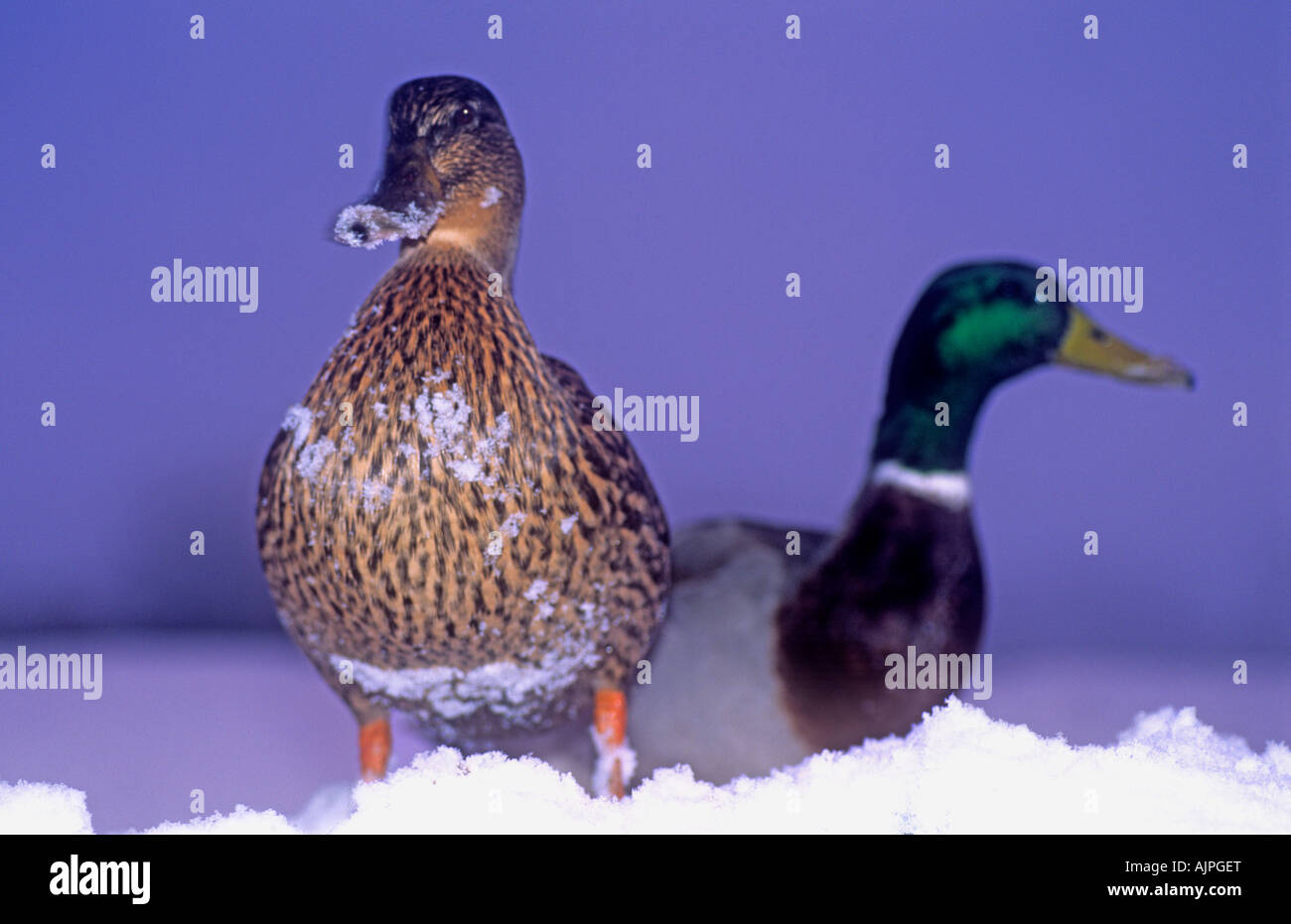 Two mallard ducks in snow Stock Photo - Alamy