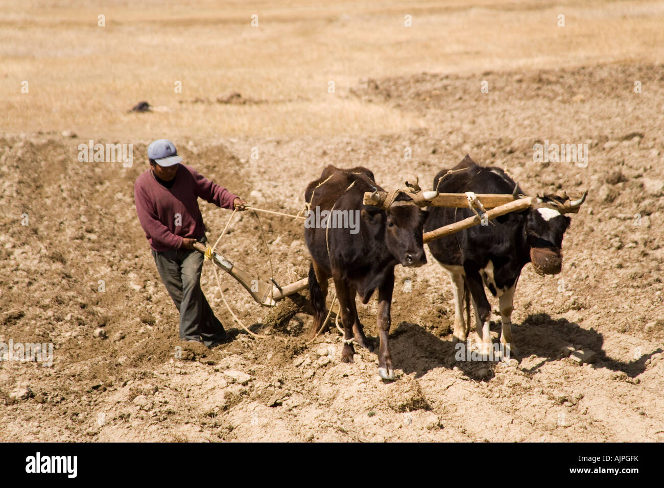 Subsistence farmers planting potatoes by the Lake Titicaca, Bolivia ...