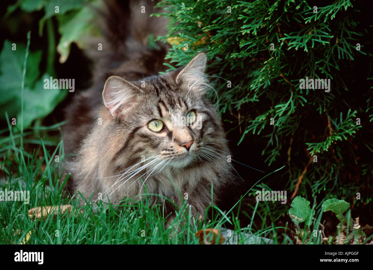 Norwegian Forest Cat tomcat black tabby classic Stock Photo - Alamy