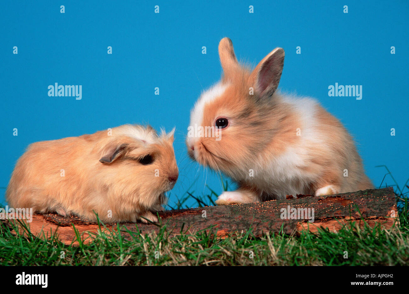Young Coronet Guinea Pig and young Lion maned Dwarf Rabbit Stock Photo ...