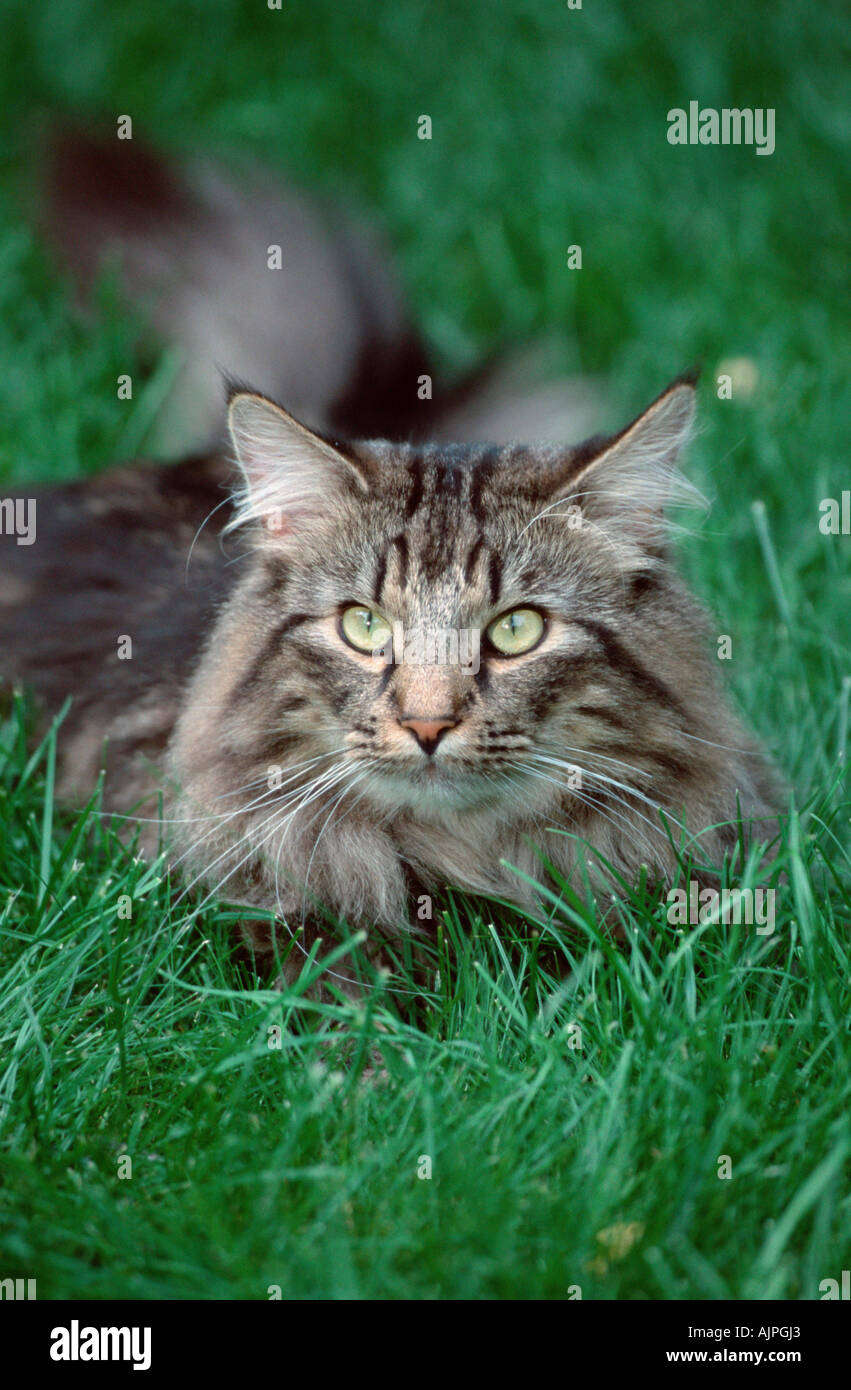 Black classic tabby hi-res stock photography and images - Alamy