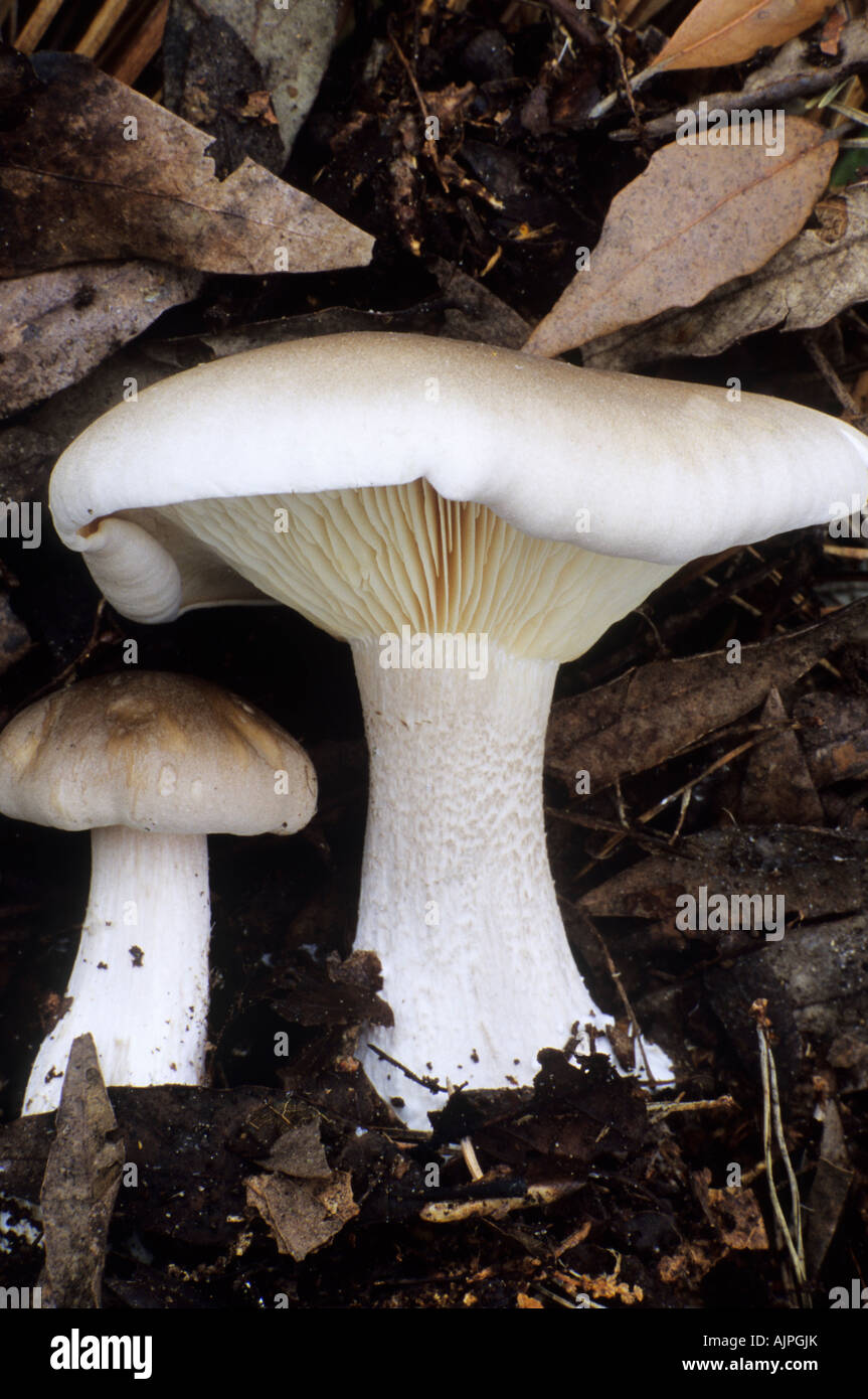 Clouded Agaric Clitocybe Nebularis Stock Photo - Alamy