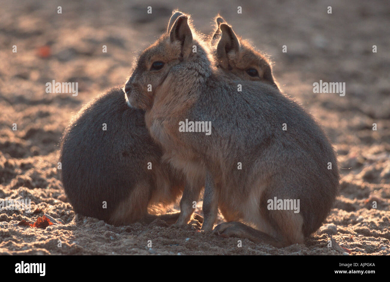 Maras Animal Stock Photos & Maras Animal Stock Images - Alamy