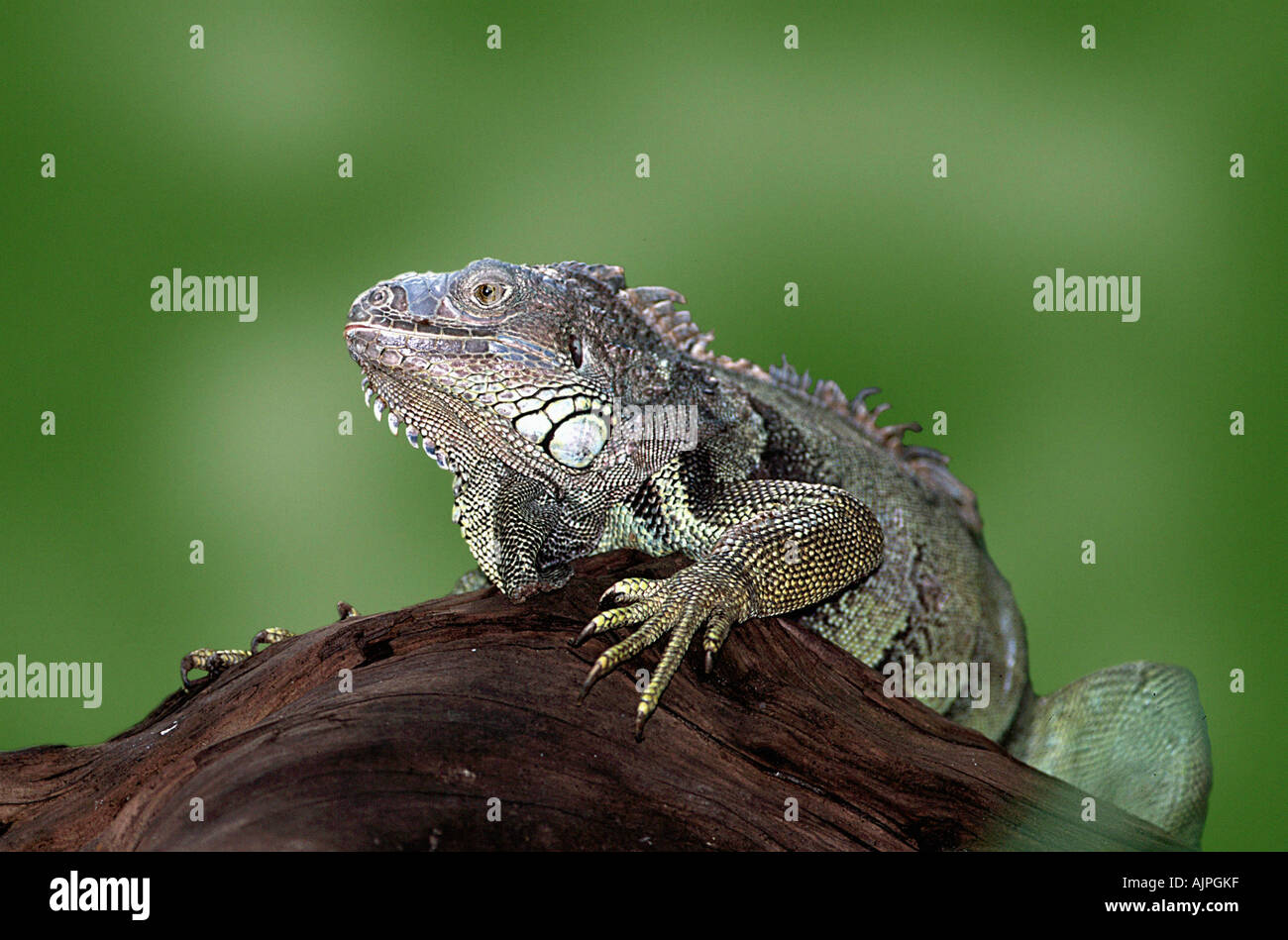 Common Iguana Iguana iguana Stock Photo - Alamy