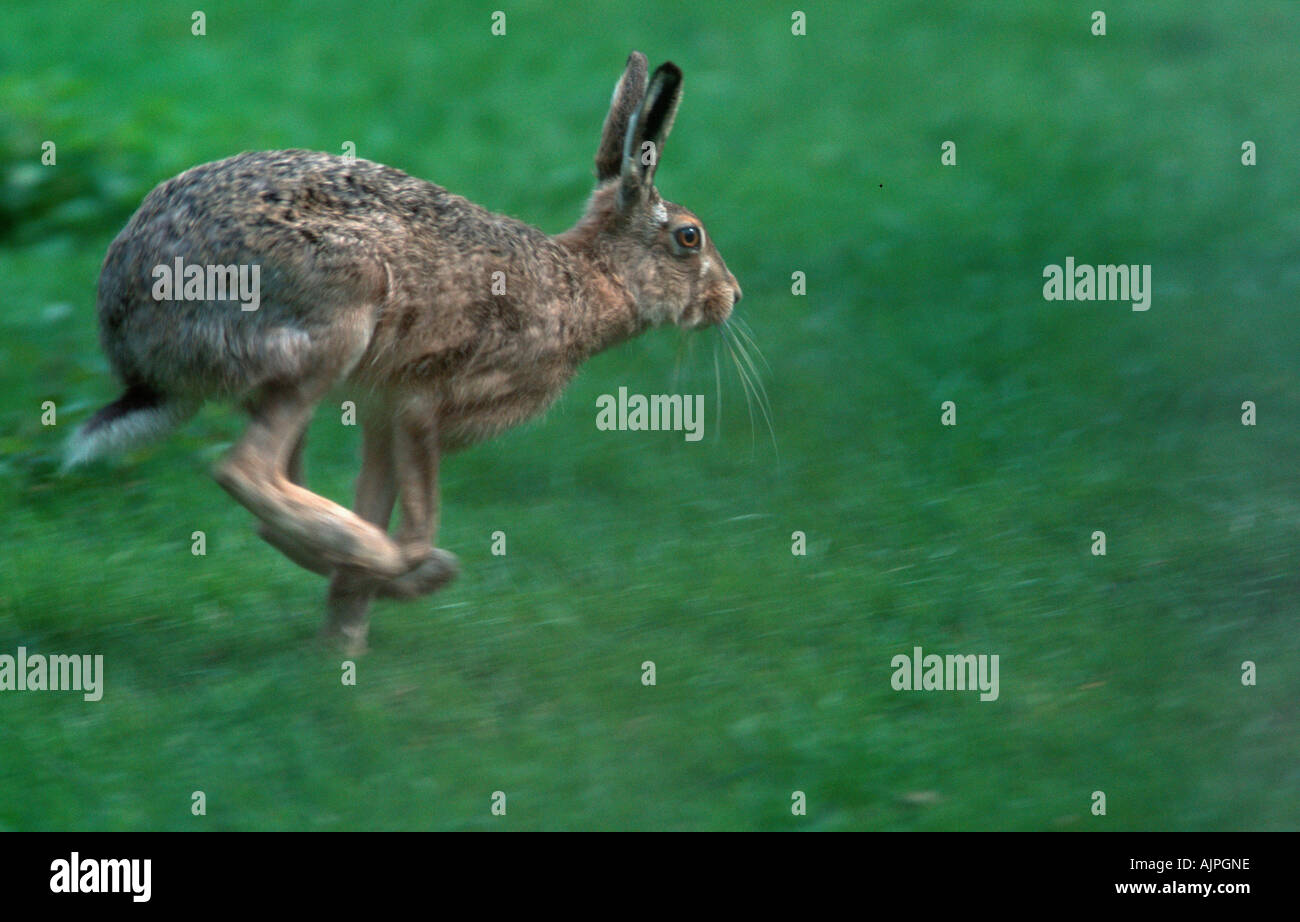 European Hare Lepus europaeus Brown Hare Stock Photo - Alamy