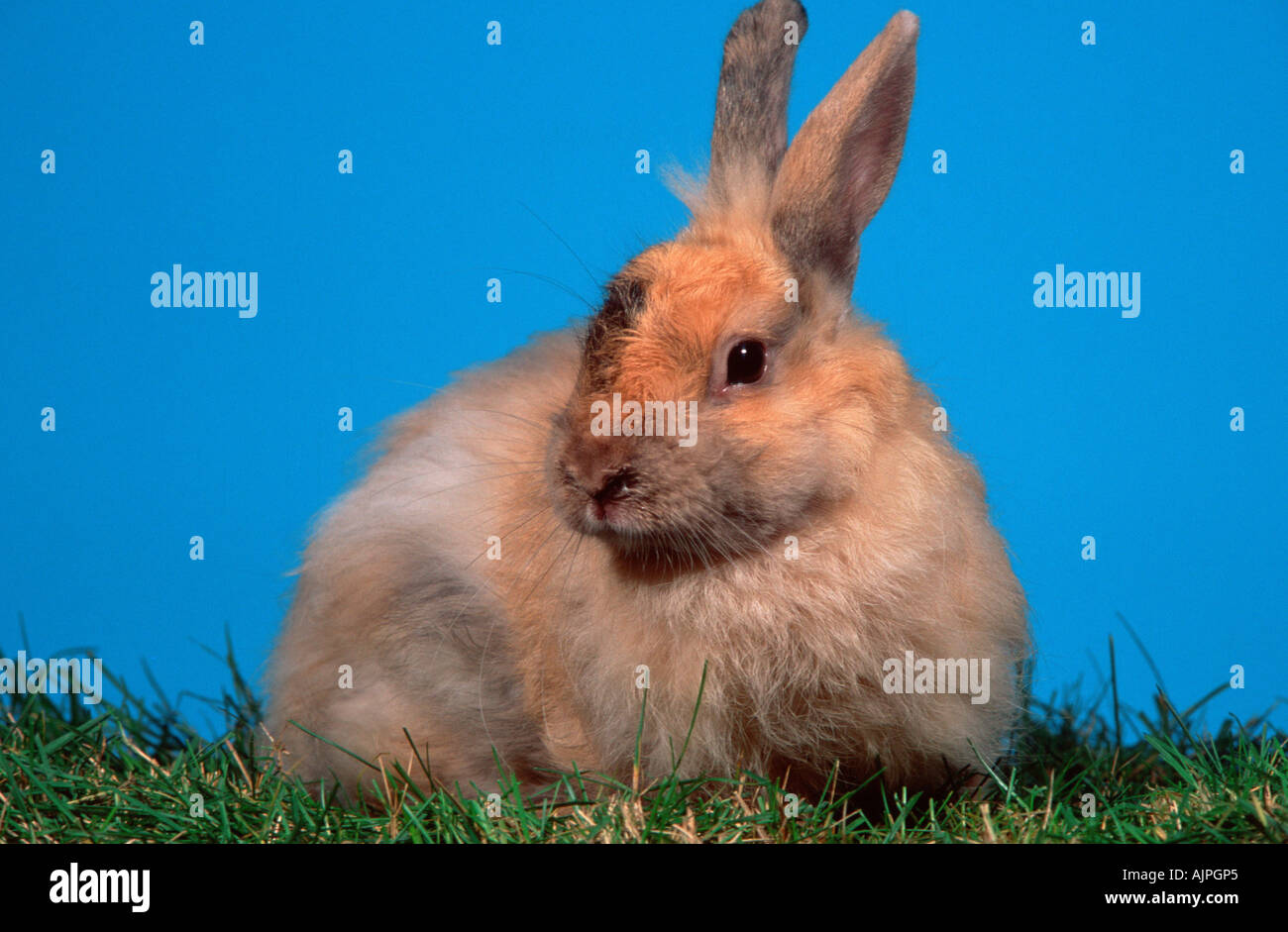 Single adult rabbit hi-res stock photography and images - Alamy