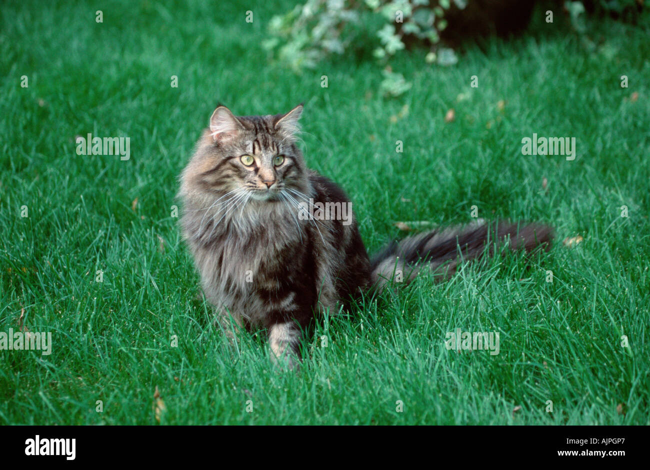 Norwegian Forest Cat tomcat black tabby classic Stock Photo - Alamy