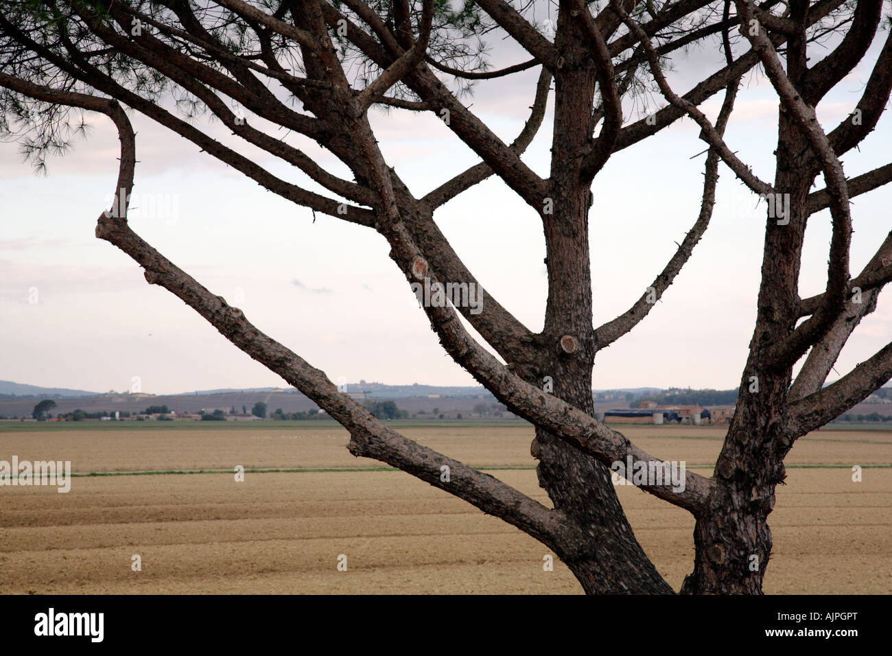 Landscape in Tuscany View of pine tree, fields and hills in the ...