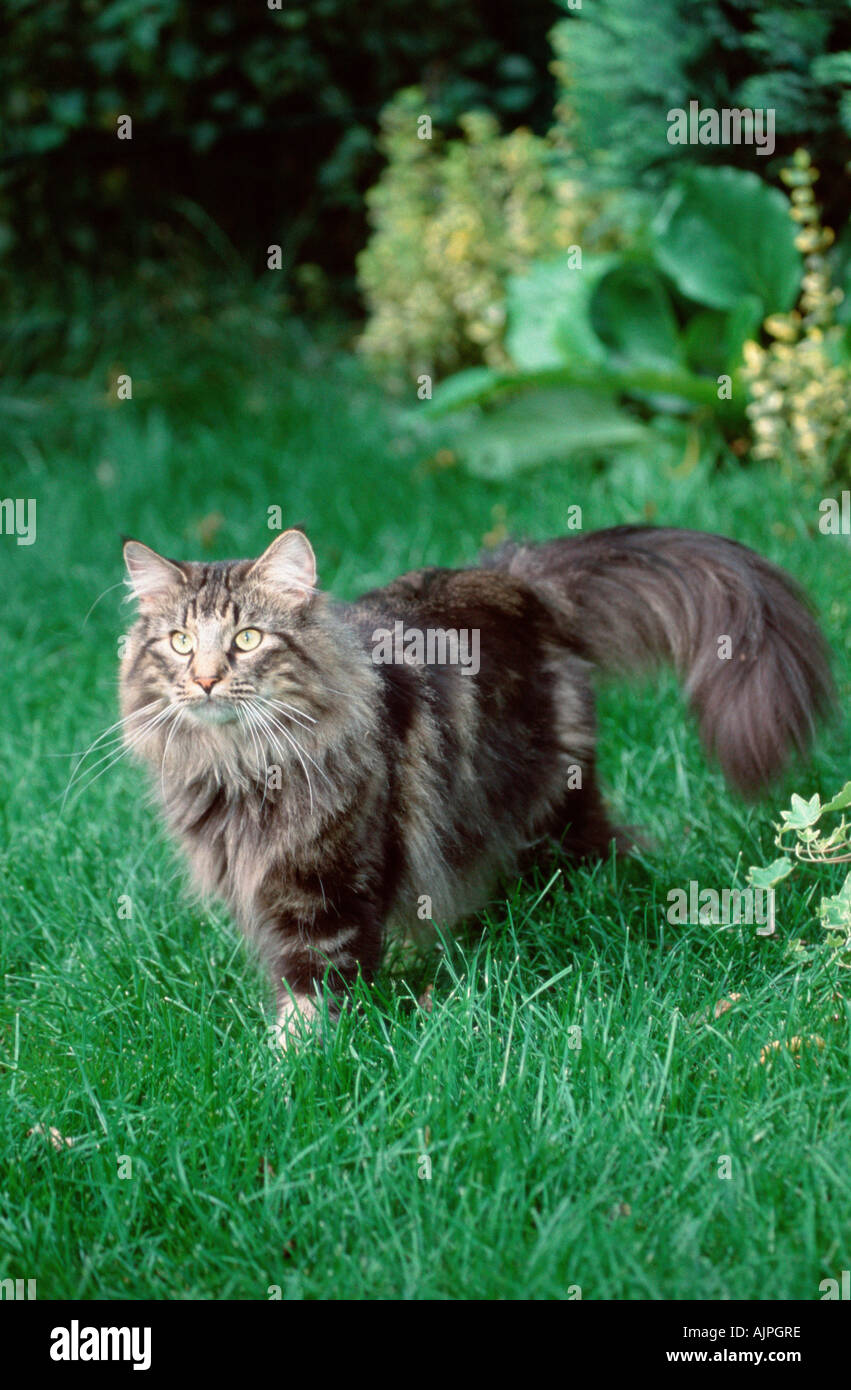 Norwegian Forest Cat tomcat black tabby classic Stock Photo - Alamy