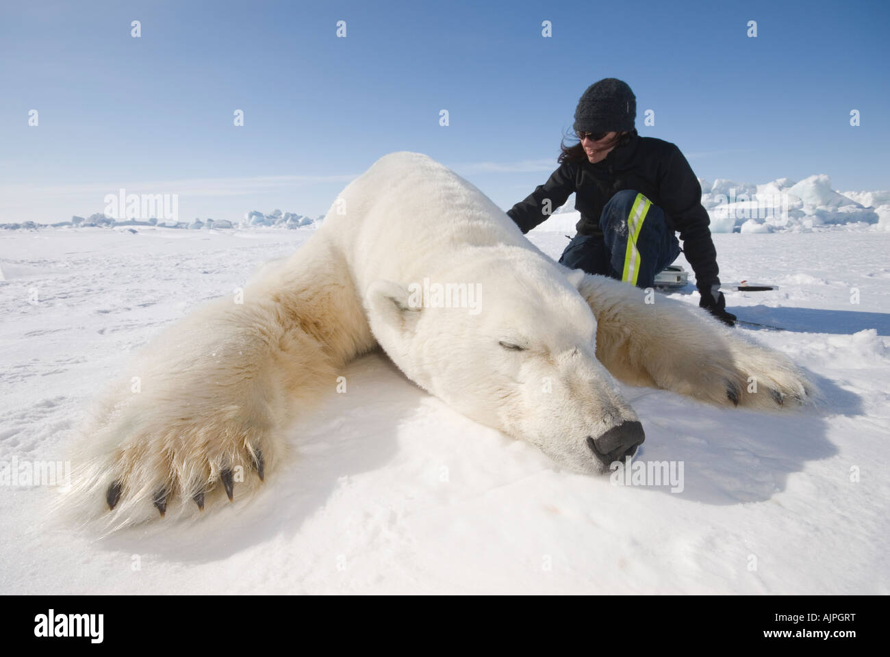 Bear Science High Resolution Stock Photography and Images - Alamy