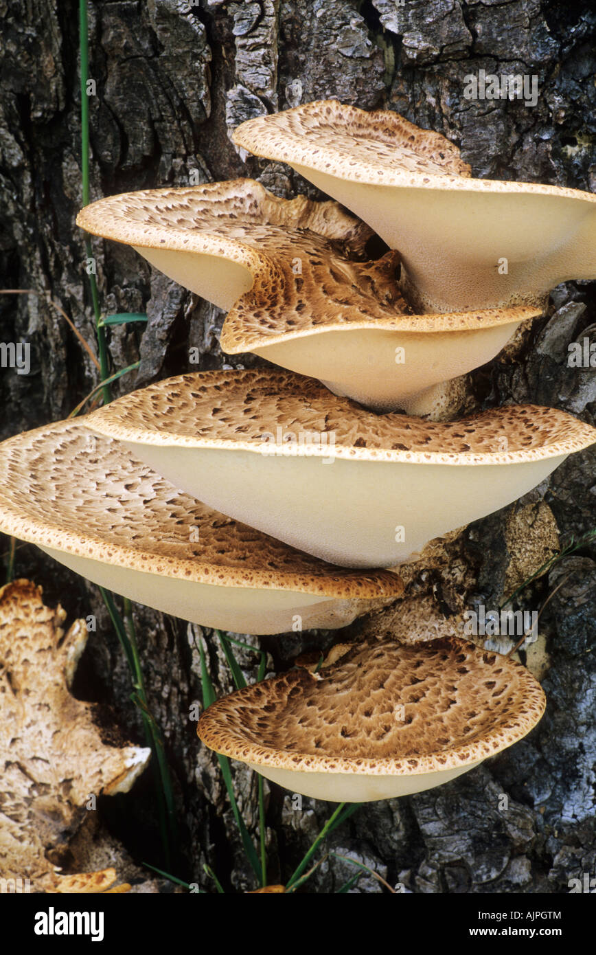 Polyporus squamosus 2 Stock Photo - Alamy