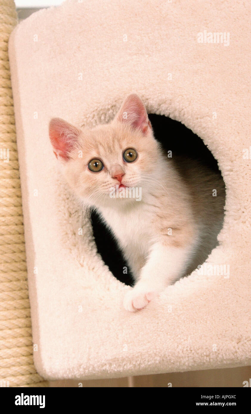 British Shorthair Cat kitten cream white Stock Photo - Alamy