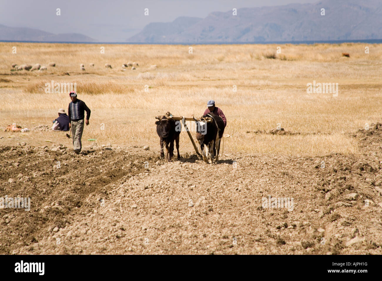 Subsistence farmers planting potatoes by the Lake Titicaca, Bolivia ...