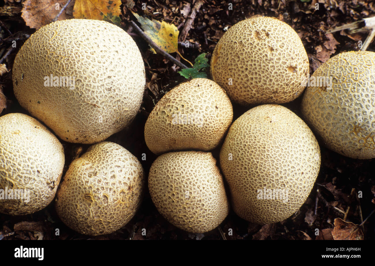 Earth ball mushroom hi-res stock photography and images - Alamy