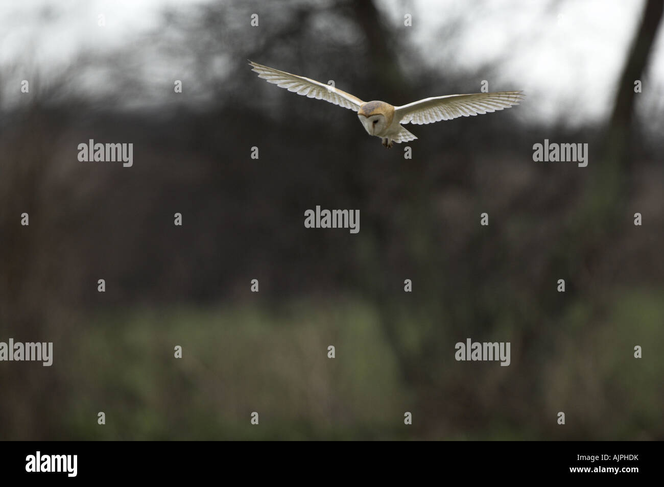 Barn Owl tyto alba hovering over rough pastureland in winter Norfolk ...
