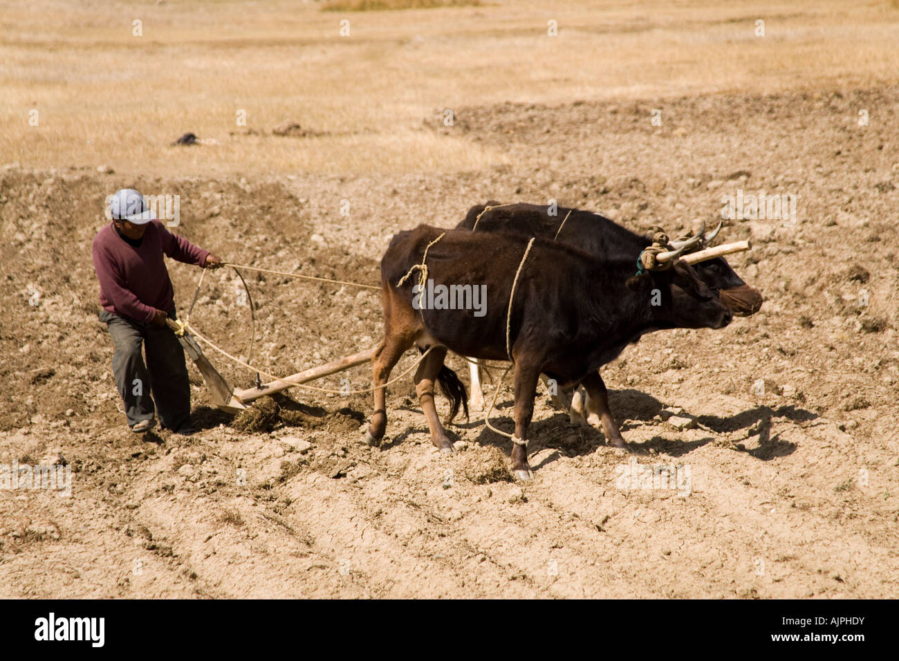 Bolivia lake titicaca potato hi-res stock photography and images - Alamy