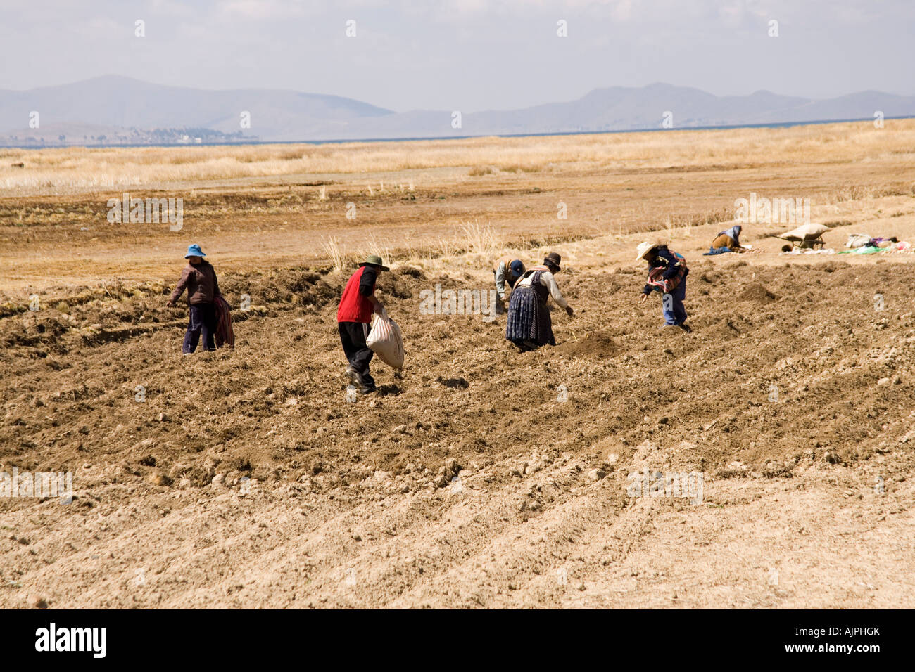 Subsistence farmers planting potatoes by the Lake Titicaca, Bolivia ...