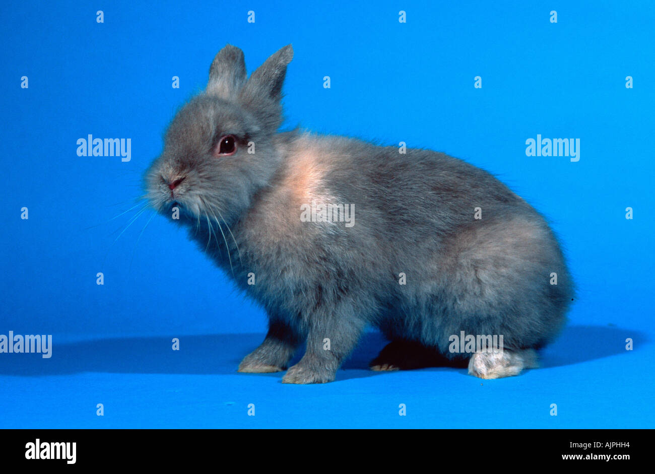 Lion maned Dwarf Rabbit blue cream Stock Photo - Alamy
