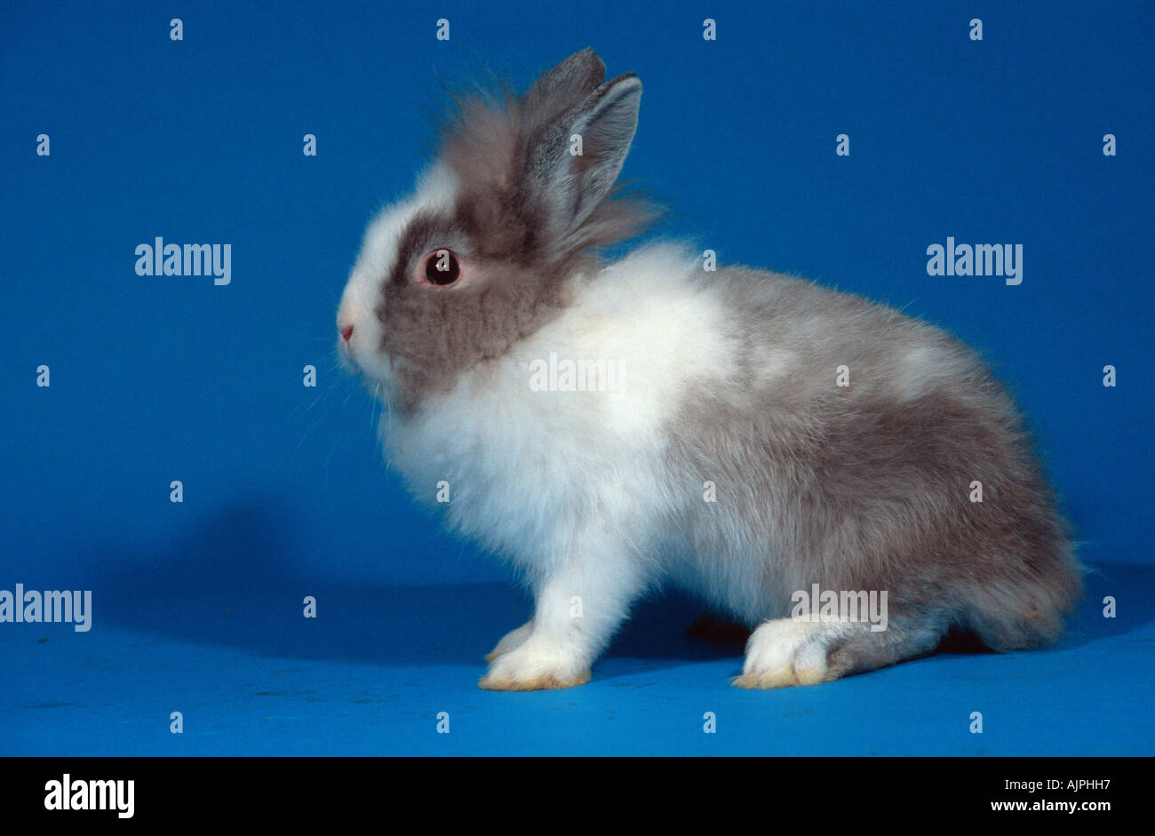 Lion maned Dwarf Rabbit Stock Photo - Alamy