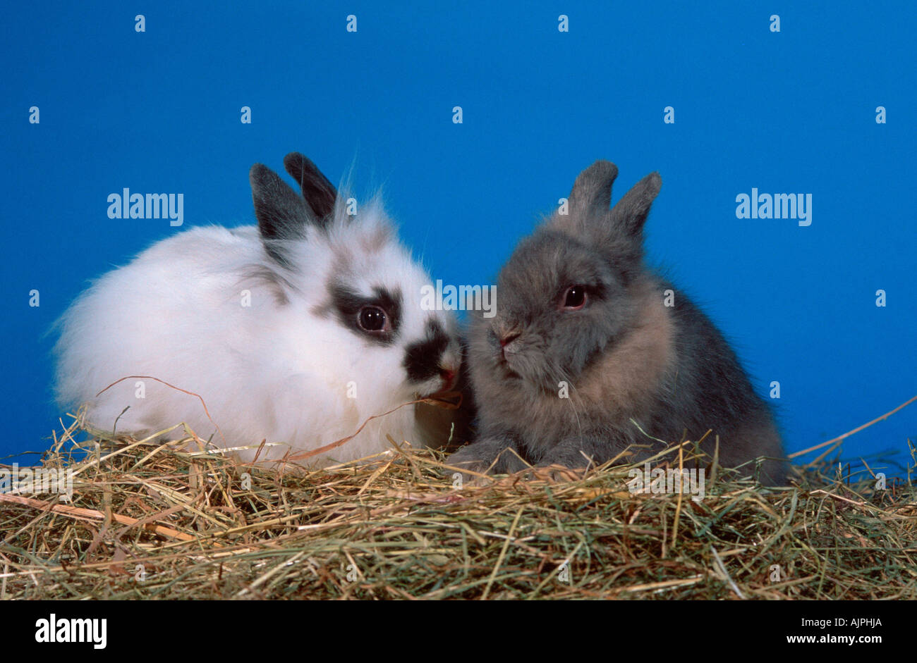 Black rabbit and white rabbits hi-res stock photography and images - Alamy